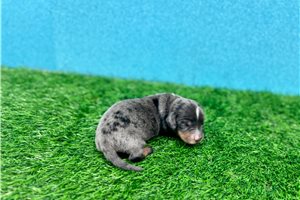 Mini Dachshund for Sale | Puppies | Pawrade.com