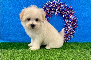 Betsy - Malti Poo Puppy 6FCE8E | Pawrade