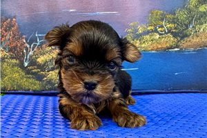 Yorkshire Terrier - Yorkie for Sale | Puppies | Pawrade.com