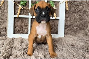 Boxer for Sale | Puppies | Pawrade.com