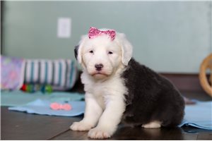 Parker - Old English Sheepdog Puppy CEF099 | Pawrade