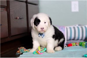 Penelope - Old English Sheepdog Puppy 822D01 | Pawrade