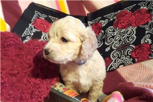 Cockapoo for Sale | Puppies | Pawrade.com