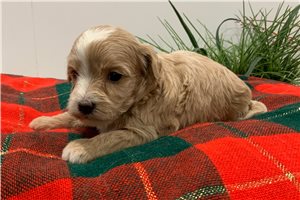 Poo-Ton for Sale | Puppies | Pawrade.com