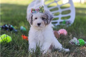 Miniature Poodle for Sale | Puppies | Pawrade.com
