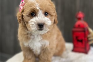 Poo-Ton for Sale | Puppies | Pawrade.com