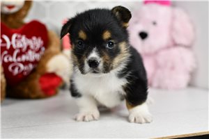 Auggie - Pembroke Welsh Corgi Puppy F24289 | Pawrade