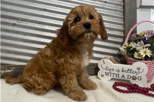 Cavapoo Puppies for Sale | Cavadoodles Near Me | Pawrade.com