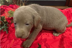 Labrador Retriever for Sale | Puppies | Pawrade.com