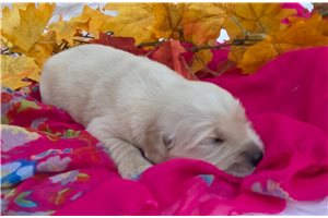 Benson - Golden Retriever Puppy BF9354 | Pawrade