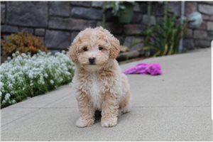 Bich-Poo - Bichpoo for Sale | Puppies | Pawrade.com