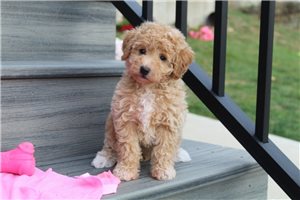 Bich-Poo - Bichpoo for Sale | Puppies | Pawrade.com