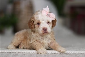 Cockapoo for Sale | Puppies | Pawrade.com