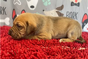 Great Dane for Sale | Puppies | Pawrade.com