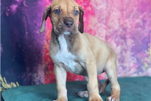 Great Dane for Sale | Puppies | Pawrade.com