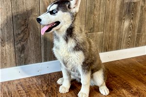 Siberian Husky for Sale | Puppies | Pawrade.com