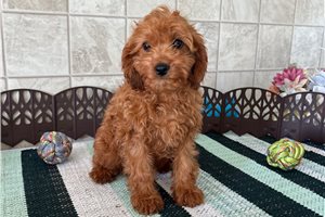 Cavapoo Puppies for Sale | Cavadoodles Near Me | Pawrade.com
