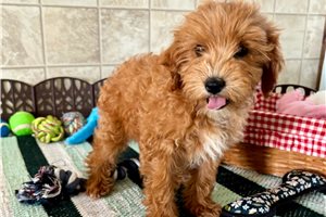 Cavapoo Puppies for Sale | Cavadoodles Near Me | Pawrade.com