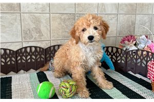 Cavapoo Puppies for Sale | Cavadoodles Near Me | Pawrade.com