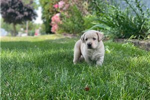 Labrador Retriever for Sale | Puppies | Pawrade.com