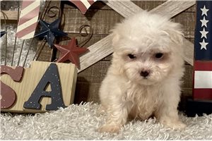Maltese for Sale | Puppies | Pawrade.com
