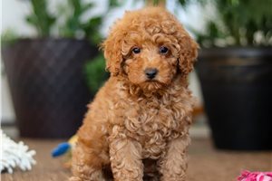 Custard - Miniature Poodle Puppy D84C03 | Pawrade