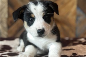 Pembroke Welsh Corgi for Sale | Puppies | Pawrade.com