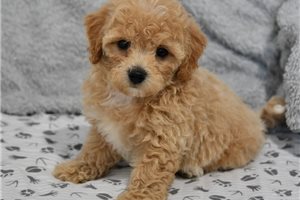 Puppies for Sale | Adopt Yours Today | Pawrade.com