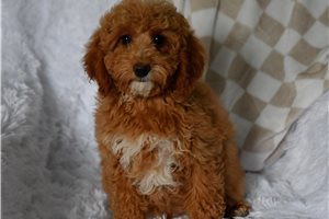 Malti Poo - Maltipoo for Sale | Puppies | Pawrade.com