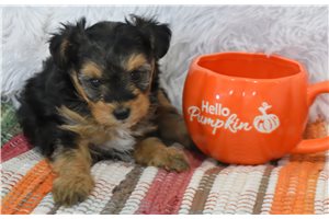 Yorkiepoo - Yorkie Poo for Sale | Puppies | Pawrade.com