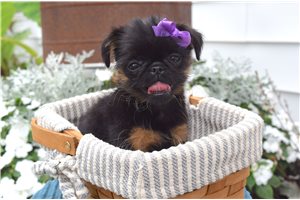 Brussels Griffon for Sale | Puppies | Pawrade.com