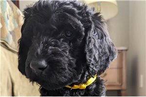 Labradoodle for Sale | Puppies | Pawrade.com