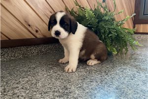Saint Bernard - St. Bernard for Sale | Puppies | Pawrade.com