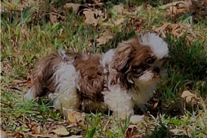 Shih Tzu Puppies for Sale | Puppies | Pawrade.com