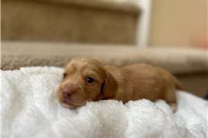 Top 21 Puppies for Sale in Phoenix, AZ | Pawrade.com
