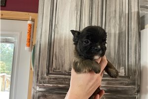 Shiloh - French Bulldog Puppy F2FFAB | Pawrade