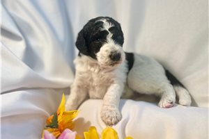 Standard Poodle for Sale | Puppies | Pawrade.com