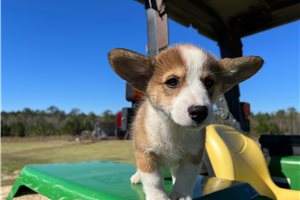 Pembroke Welsh Corgi for Sale | Puppies | Pawrade.com