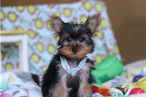 Yorkshire Terrier - Yorkie for Sale | Puppies | Pawrade.com