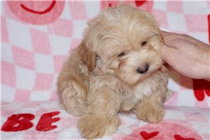 Shih-Poo - Shihpoo for Sale | Puppies | Pawrade.com