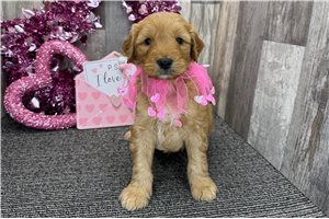 Oliver - Mini Goldendoodle Puppy 57776D | Pawrade