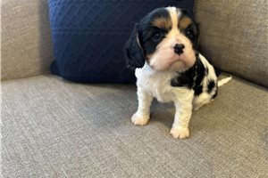 Cavalier King Charles Spaniel for Sale | Puppies | Pawrade.com