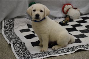Labrador Retriever for Sale | Puppies | Pawrade.com