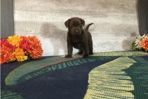 Labrador Retriever for Sale | Puppies | Pawrade.com