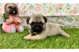 Pug for Sale | Puppies | Pawrade.com