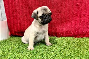 The Best Emotional Support (ESA) Dogs for 2025 | Pawrade.com