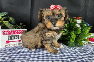 Domino - Havapoo Puppy 4CDFA2 | Pawrade