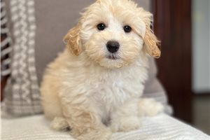 Poo-Ton for Sale | Puppies | Pawrade.com