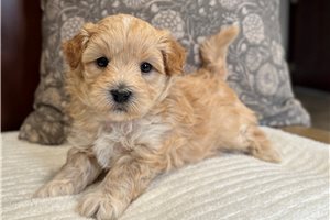 Poo-Ton for Sale | Puppies | Pawrade.com