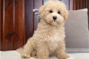 Poo-Ton for Sale | Puppies | Pawrade.com